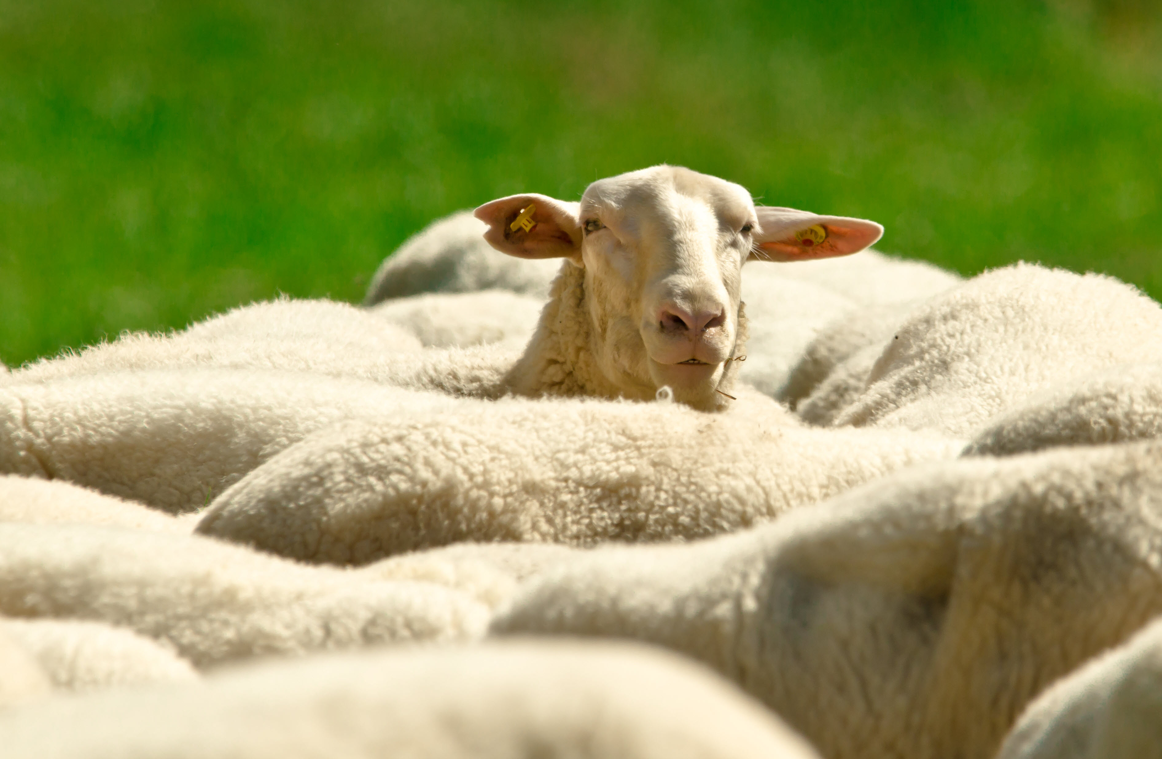 Silver & DOGE « The Danger Point®